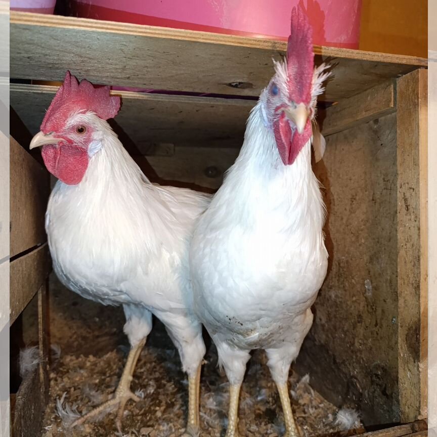 Домашняя птица