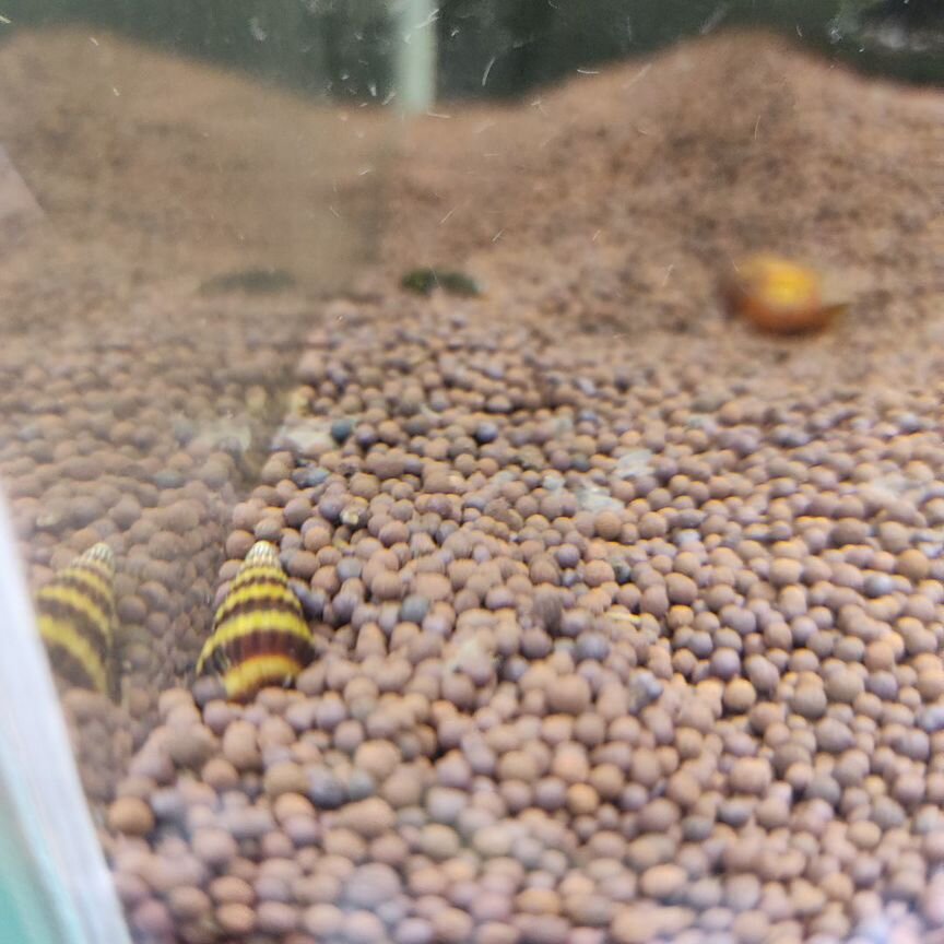 Продам улитку хелену