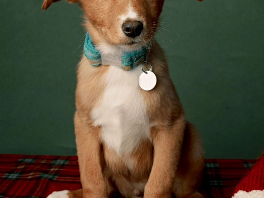 Собака в добрые руки отдам бесплатно