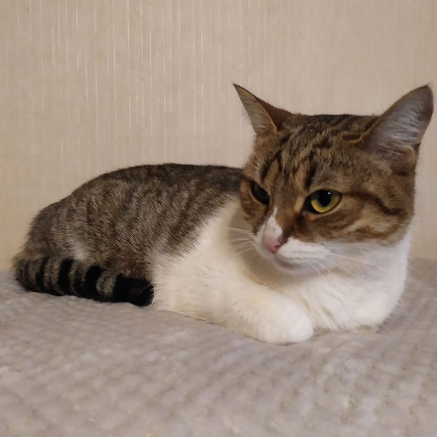 Кошка Белка в хорошие руки