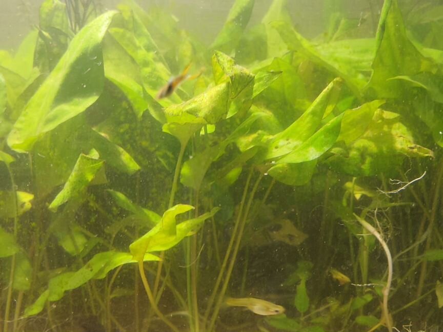 Аквариумное растение