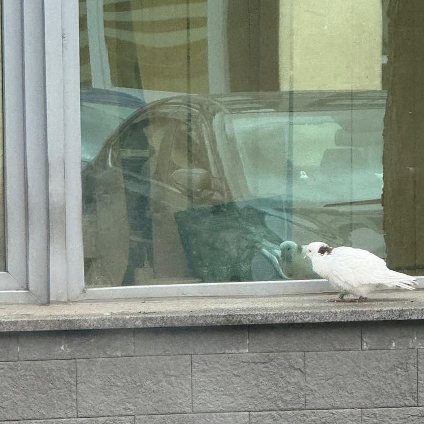 Голубь гривун