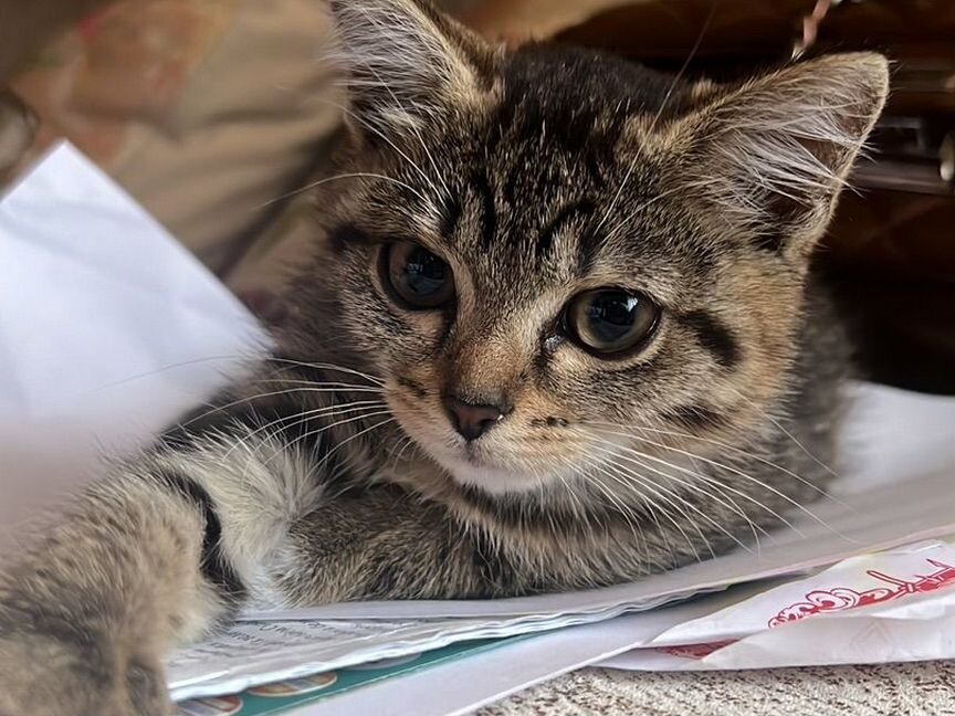 Котята