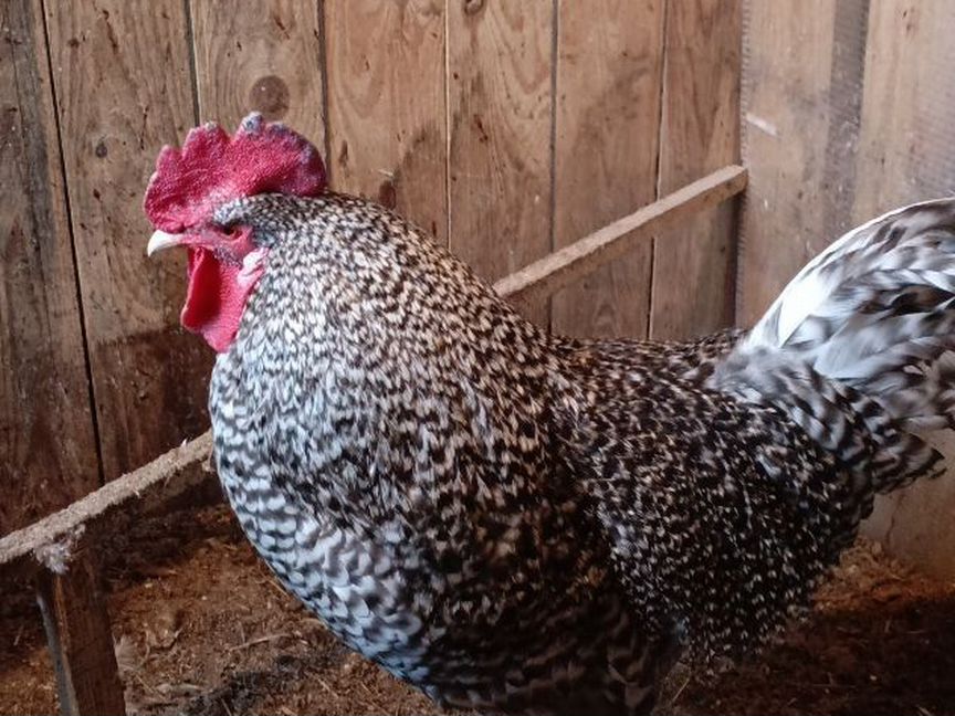 Молодые петухи