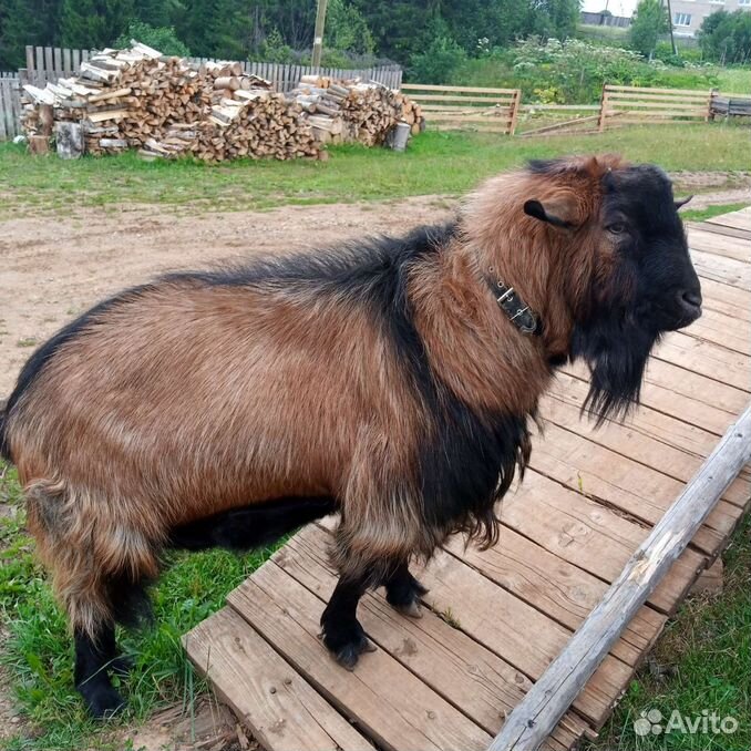 Чешский козел