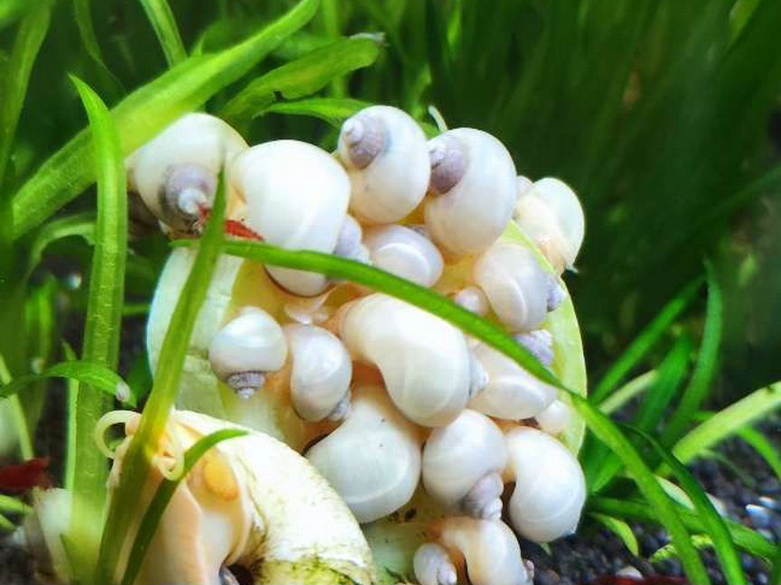 Ампулярии и креветки вишня