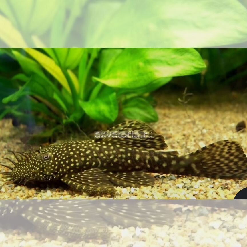 Анциструс обыкновенный