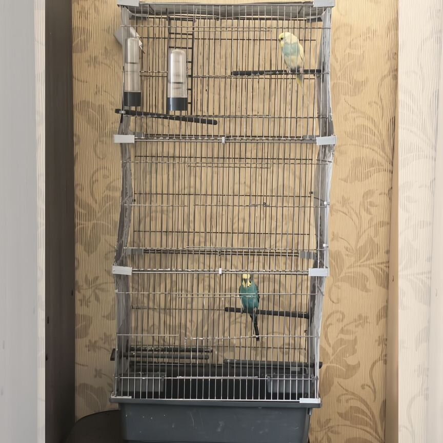 Волнистые попугай