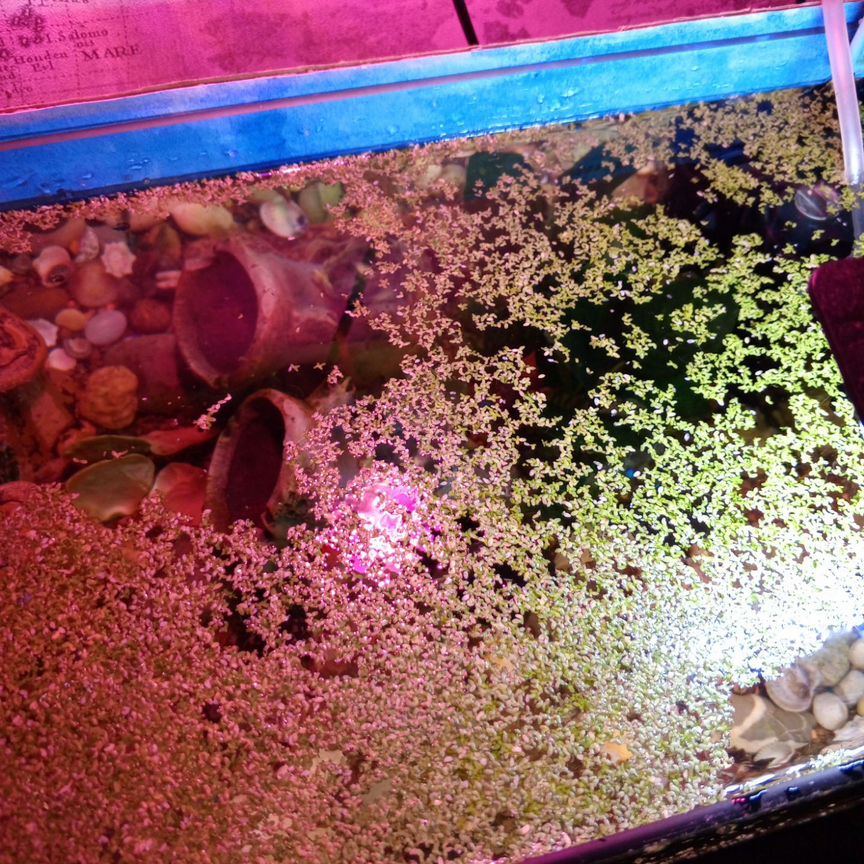 Ряска для аквариума