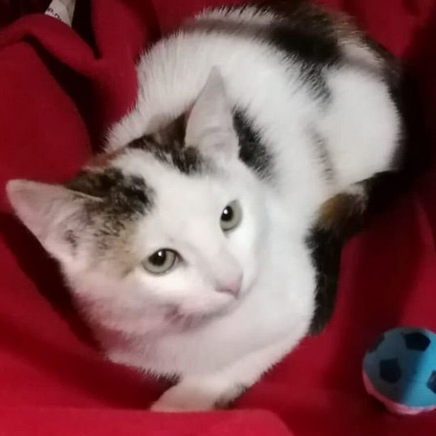 Котёнок в добрые руки