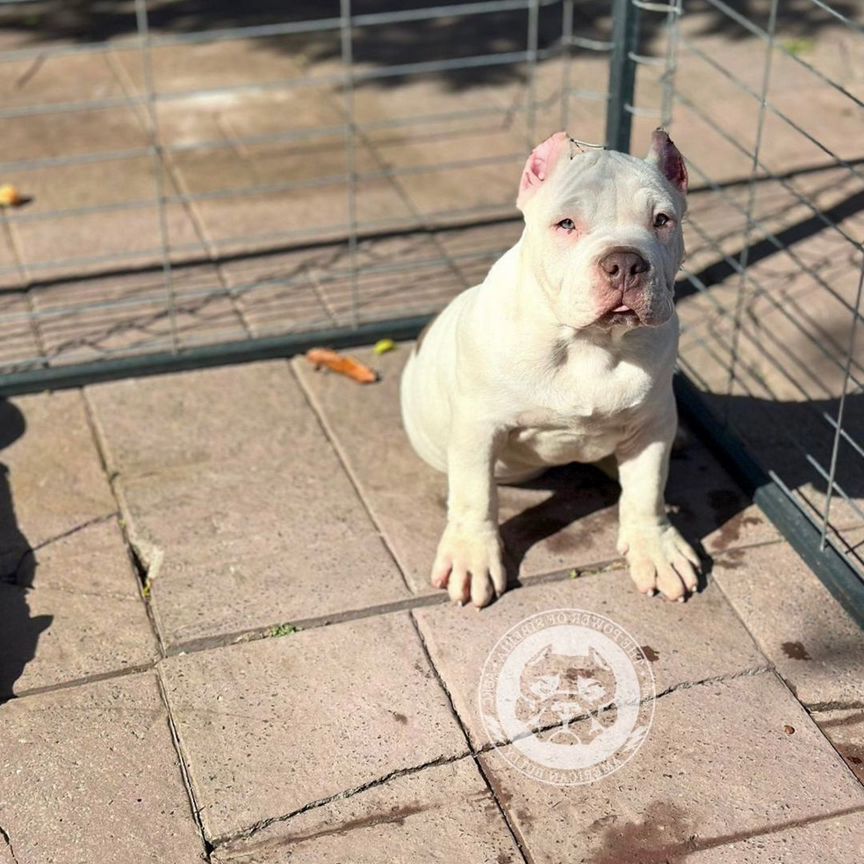 Щенок Американский Булли