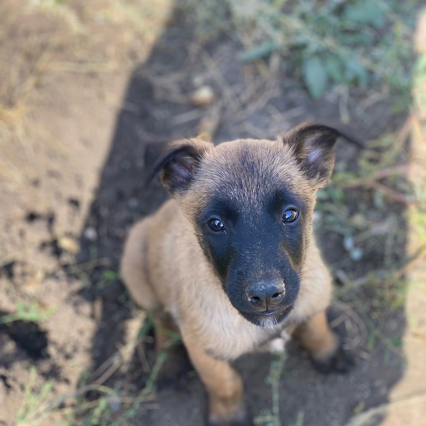 Щенки малинуа