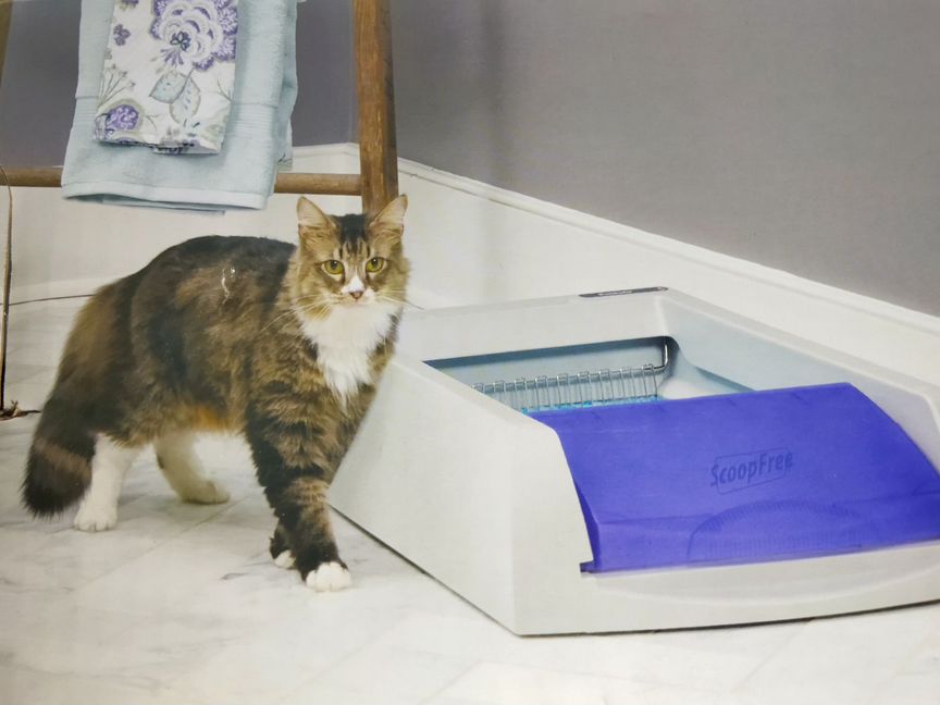 Автоматический лоток кошек домашних животных торг