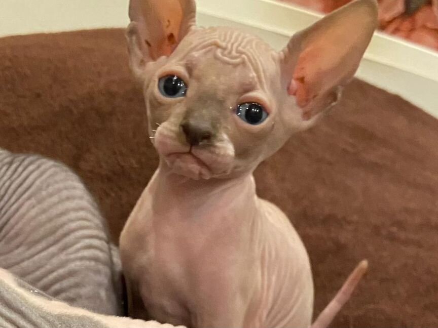 Канадский сфинкс