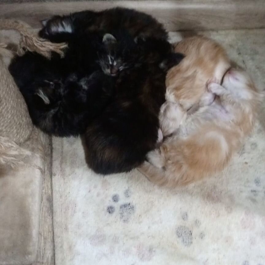 Продам котят мейкунчиков 4 мальчика, 2 девочки