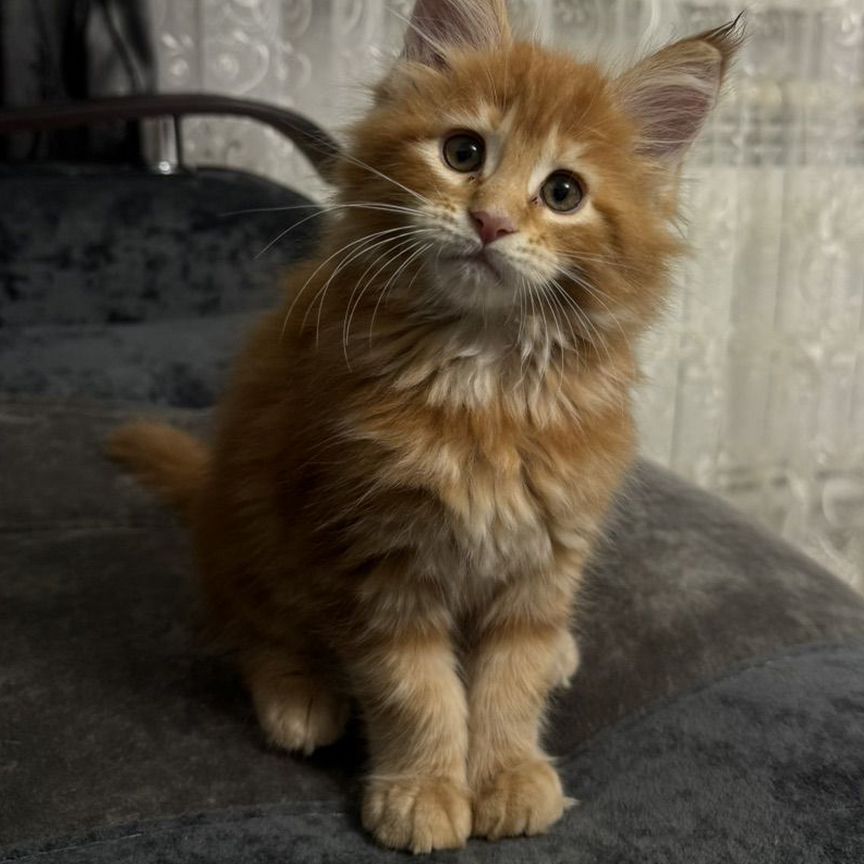 Мейн-кун котёнок
