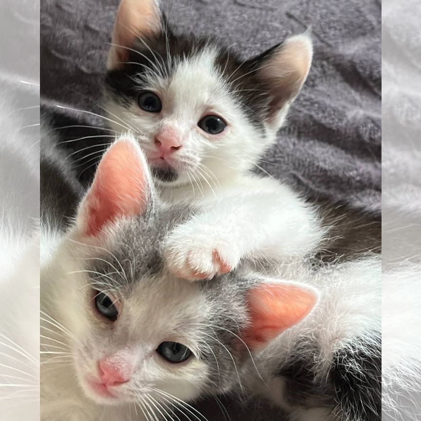 Котята в добрые руки бесплатно