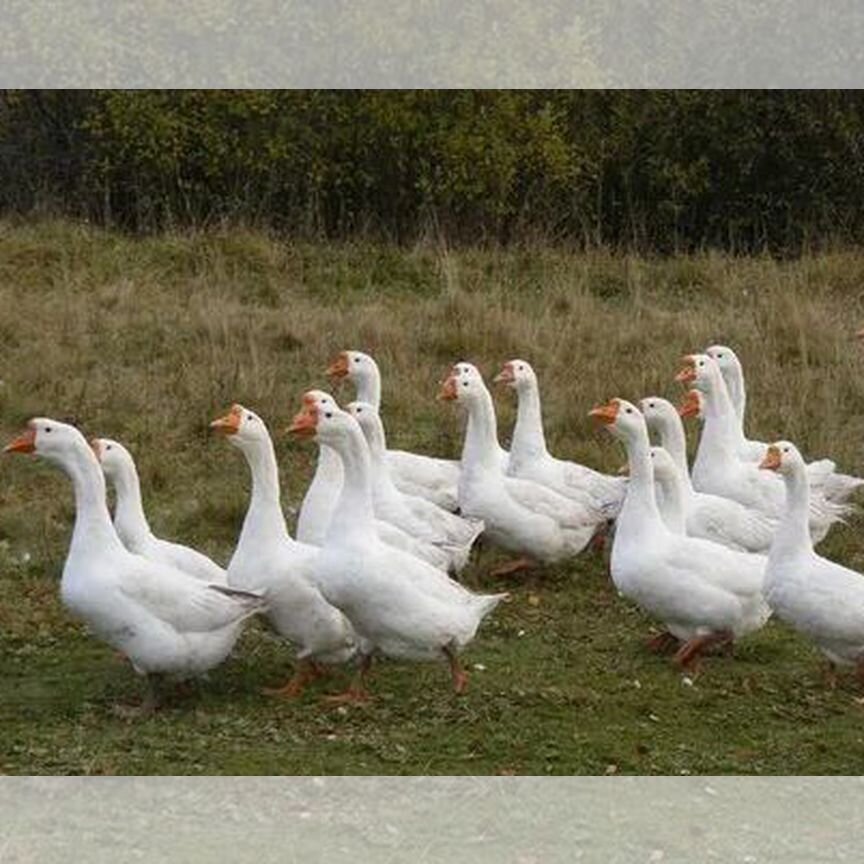 Гуси на забой