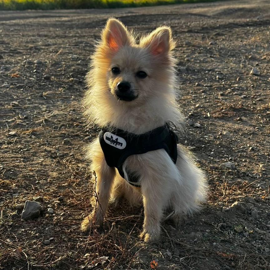 Немецкий шпиц