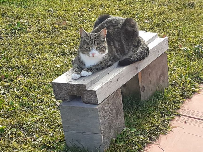 Кот