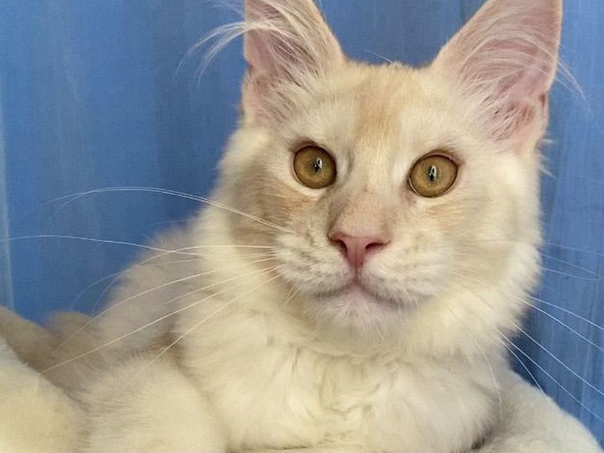 Котенок полидакт мейн-кун