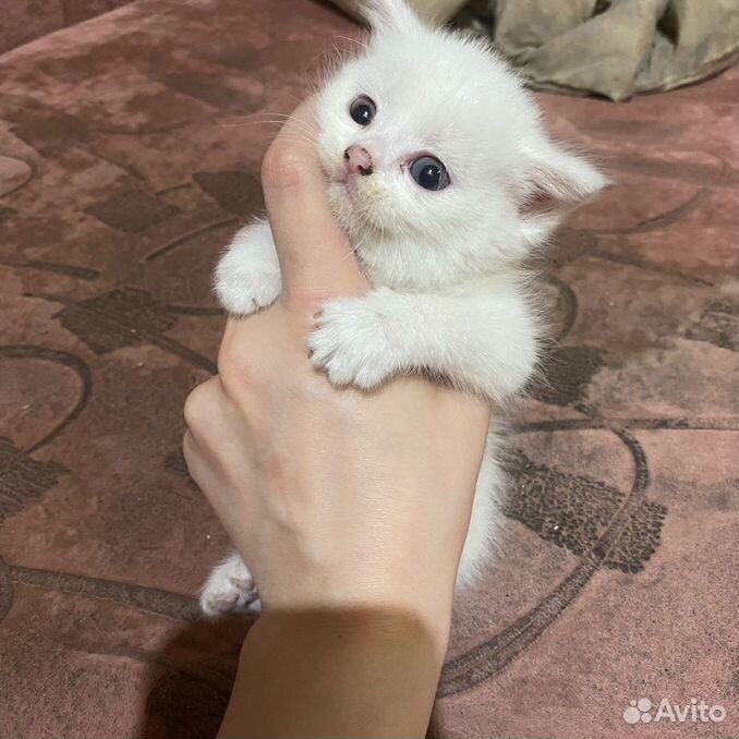 Отдам котят шотландские метисы