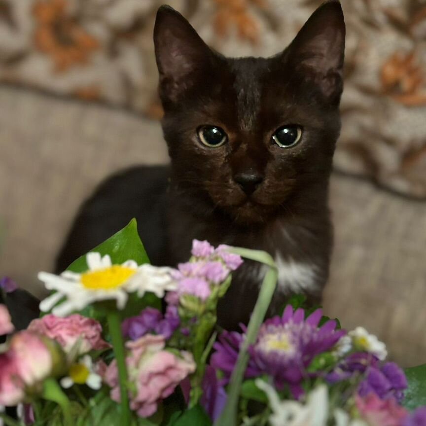 Котям хочется любви и заботы