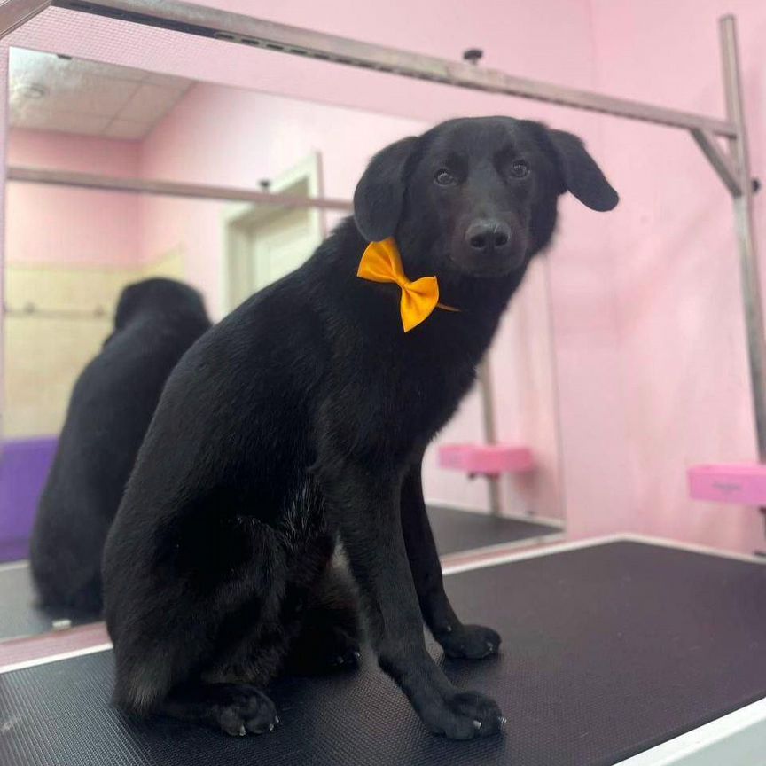 Собака в добрые руки отдам бесплатно