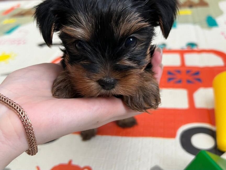 Йоркширский терьер