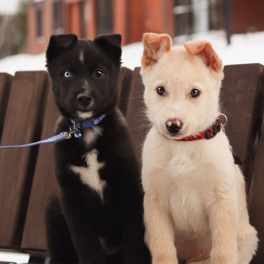 Щенки мальчик и девочка бесплатно