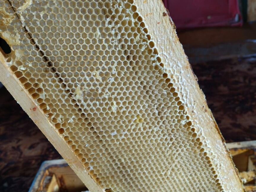 Сушь для пчел, полурамка