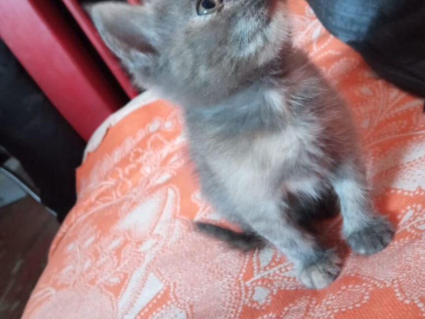 Котята девочки бесплатно