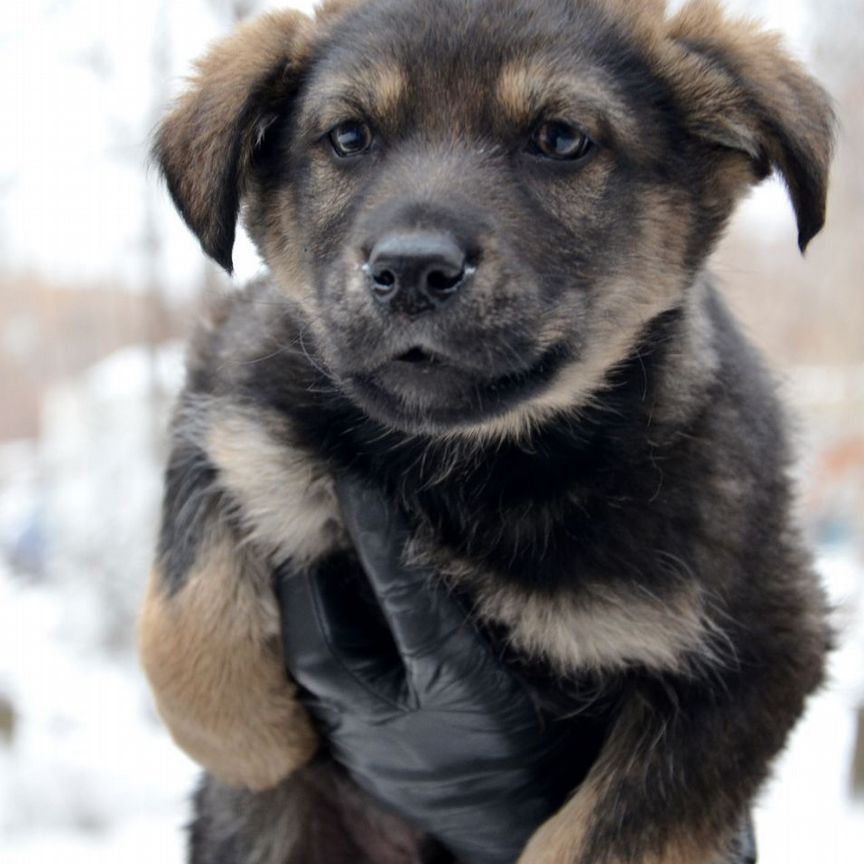 Щенок в добрые руки