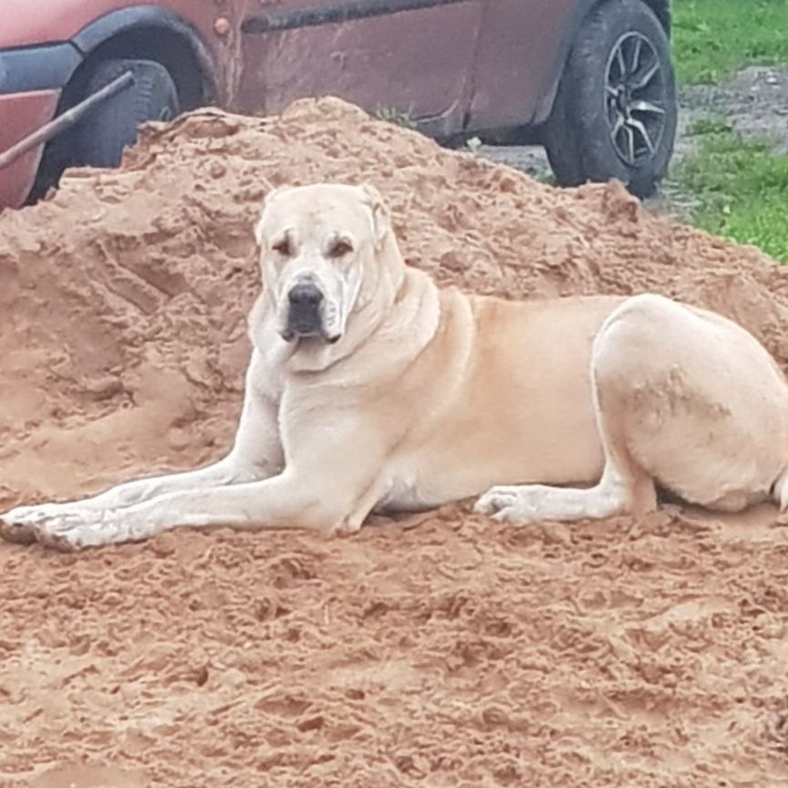 Среднеазиатская овчарка, взрослая собака