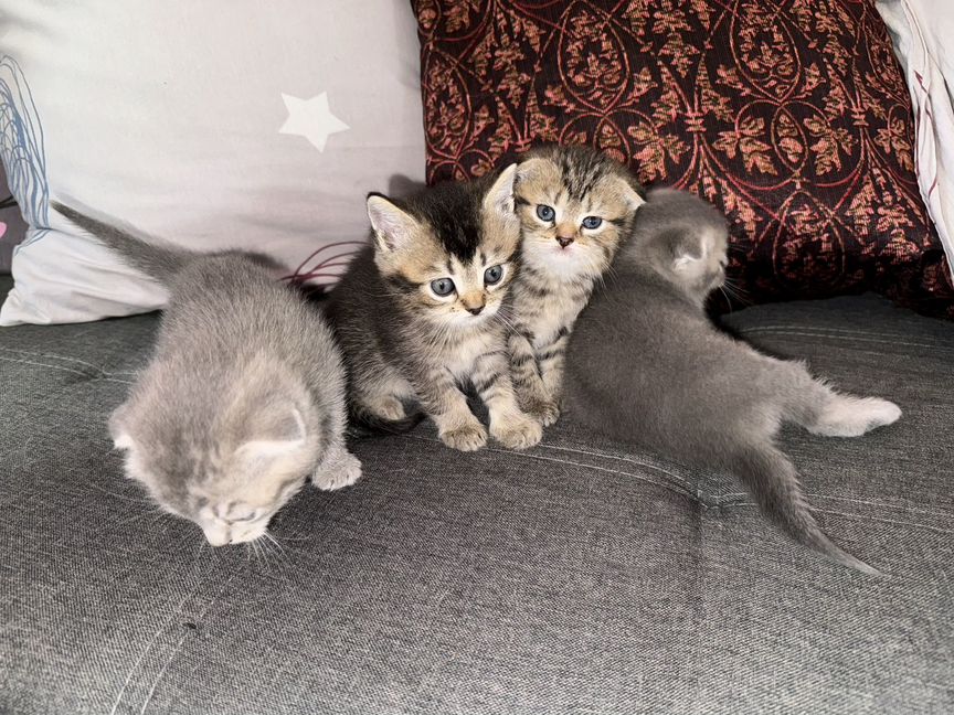 Британские котята