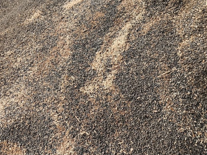 Зерно смесь. Семечка с пшеницей