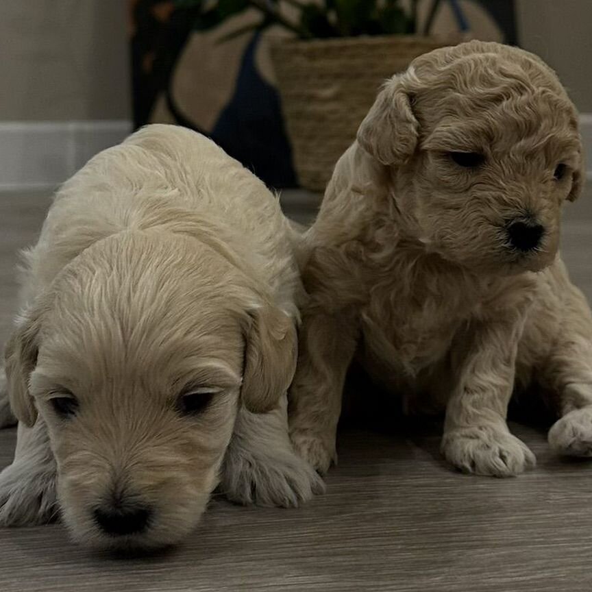 Мальтипу, щенок