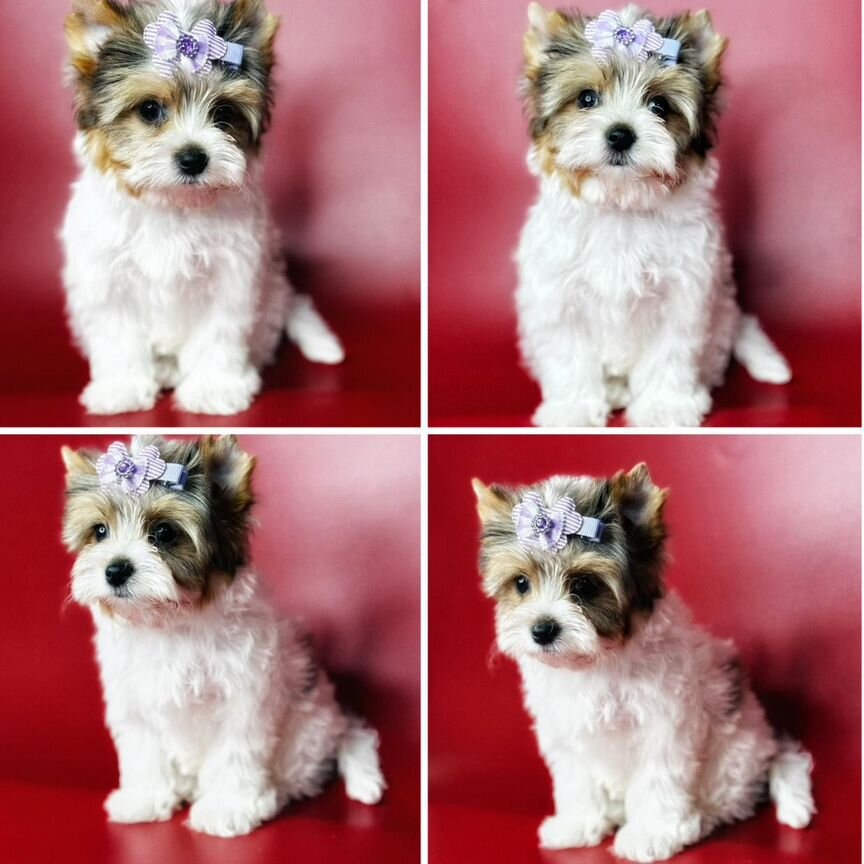 Йоркширский терьер, щенок