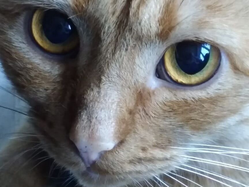 Кошка