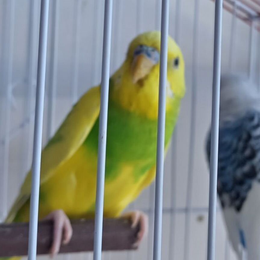 Волнистый попугай