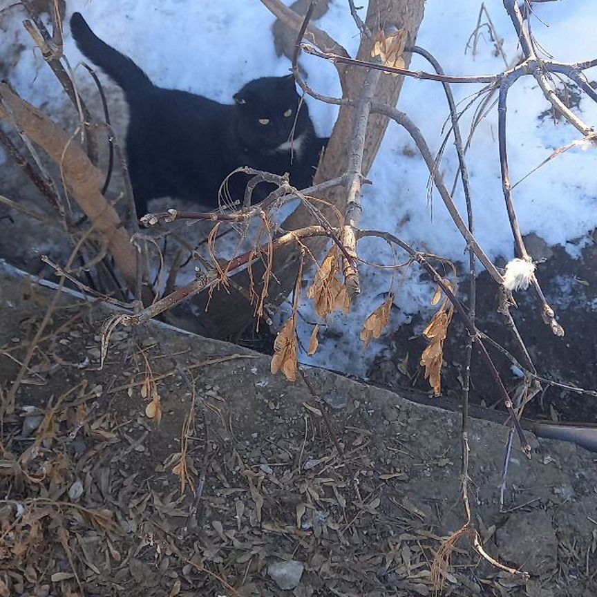 На железном люке замерзает кот