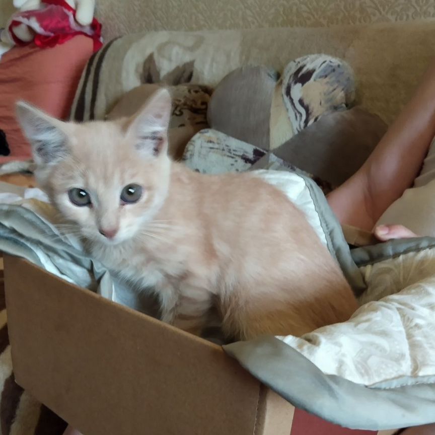 Котенок