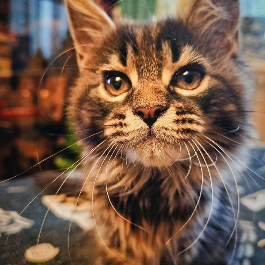 Котята мейн-кун