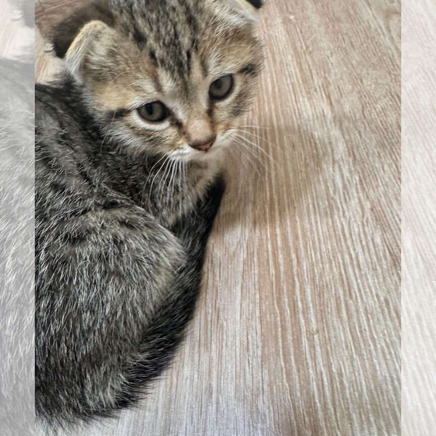 Котёнок в добрые руки