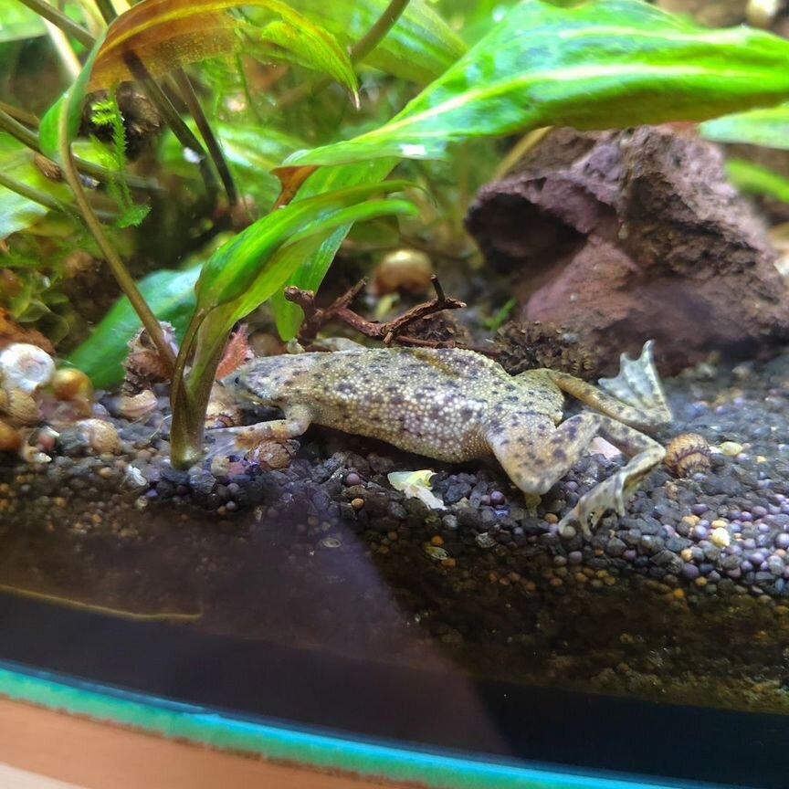 Гименохирус