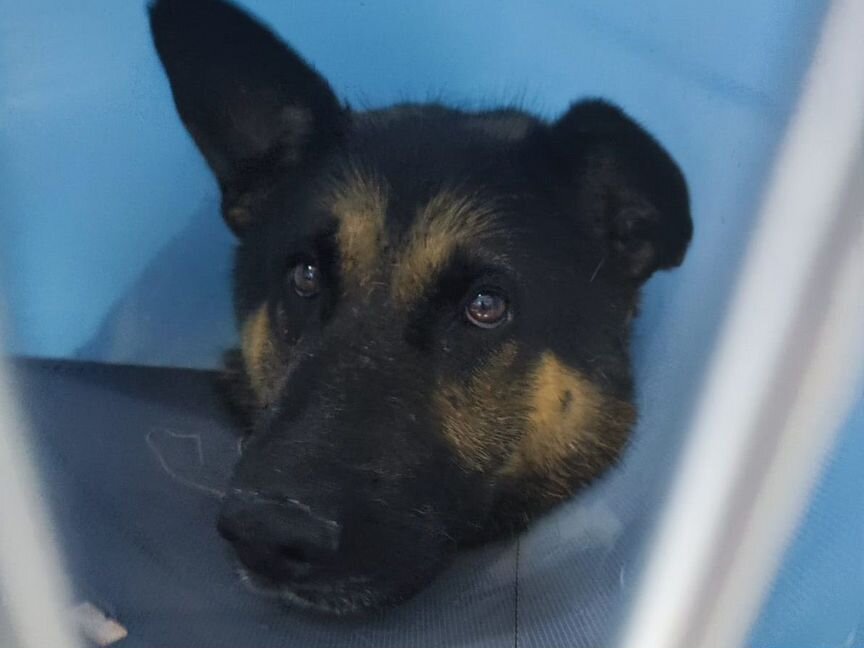 Метиса хаски выпустят на улицу