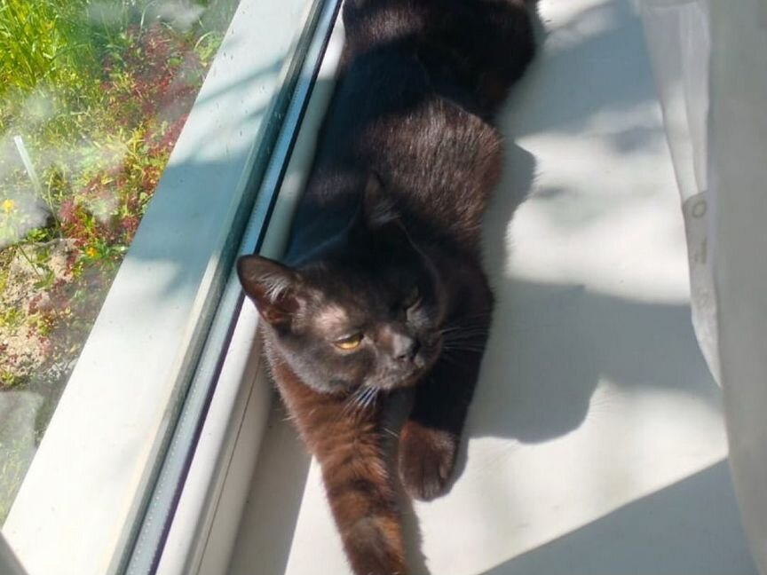 Кошечка в добрые руки