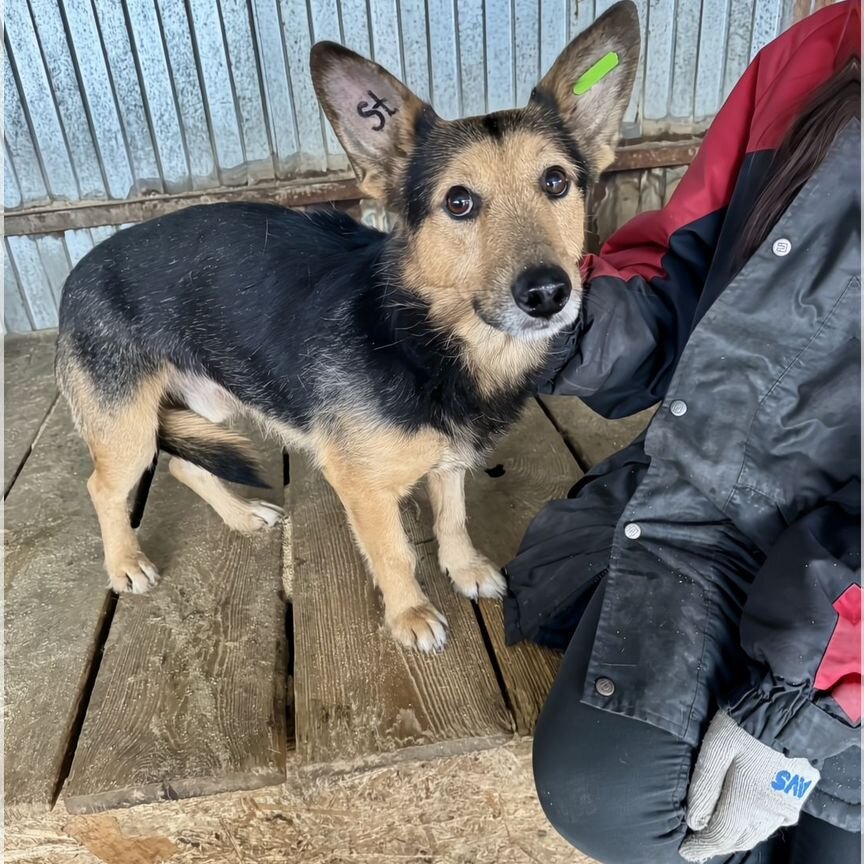 Взрослая собака в добрые руки