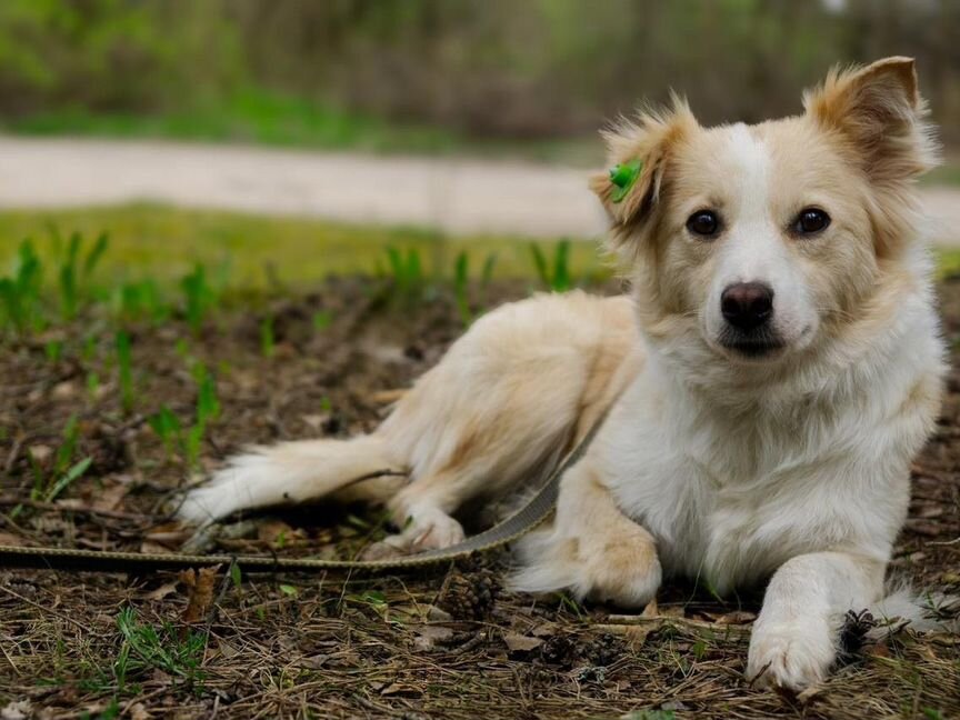 Собака в добрые руки