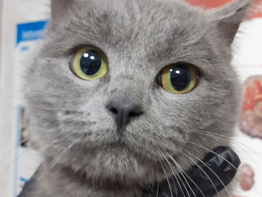 Порода не известна